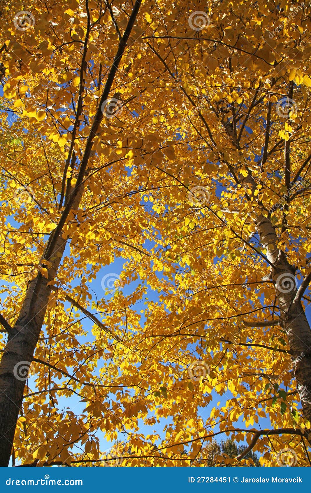 Autumn trees stock image. Image of leaves, colorful, scenery - 27284451