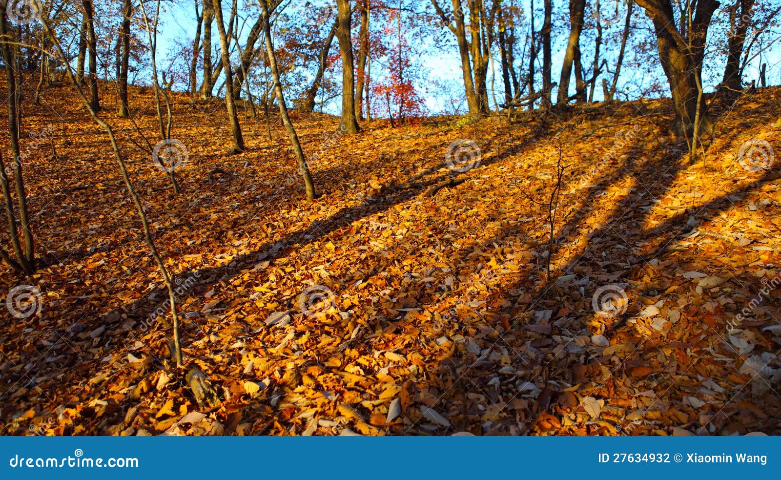 Autumn trees stock photo. Image of countryside, park - 27634932