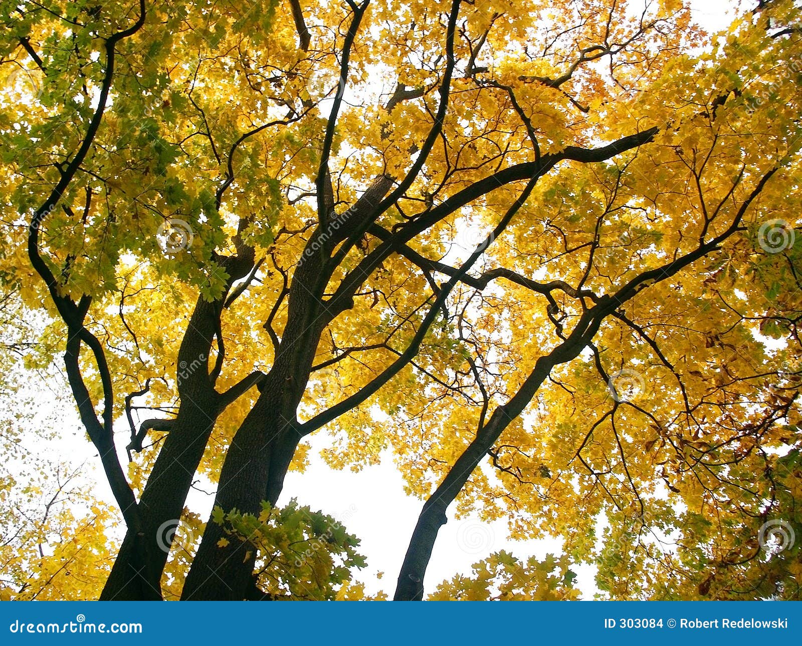 Autumn Trees stock photo. Image of fiery, park, colorful - 303084