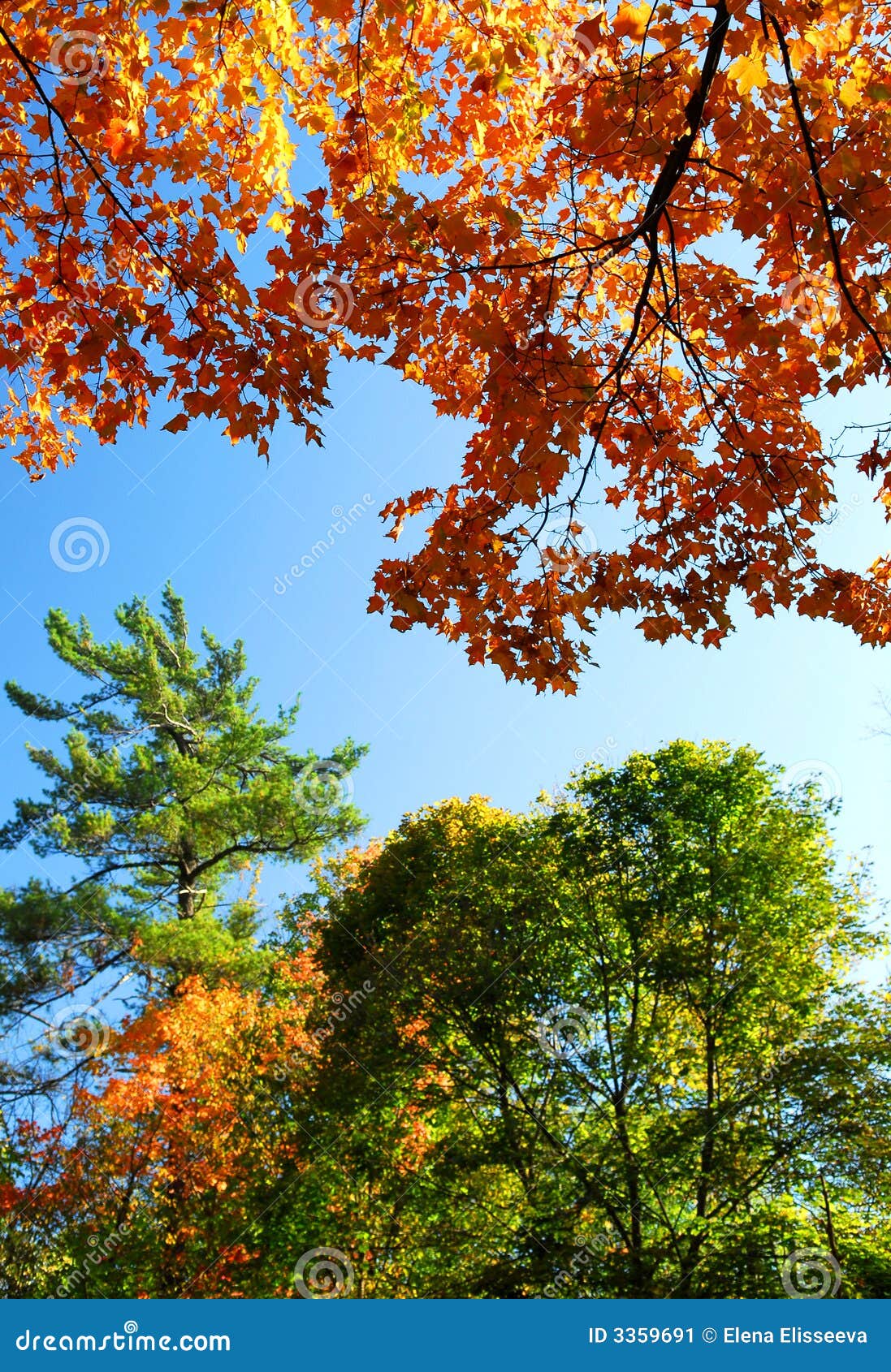 Autumn trees stock image. Image of seasonal, growth, blue - 3359691