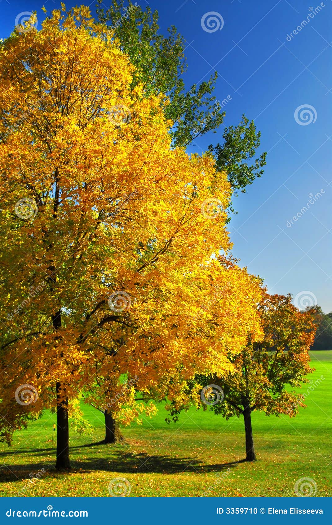 Autumn trees stock photo. Image of nature, season, growing - 3359710