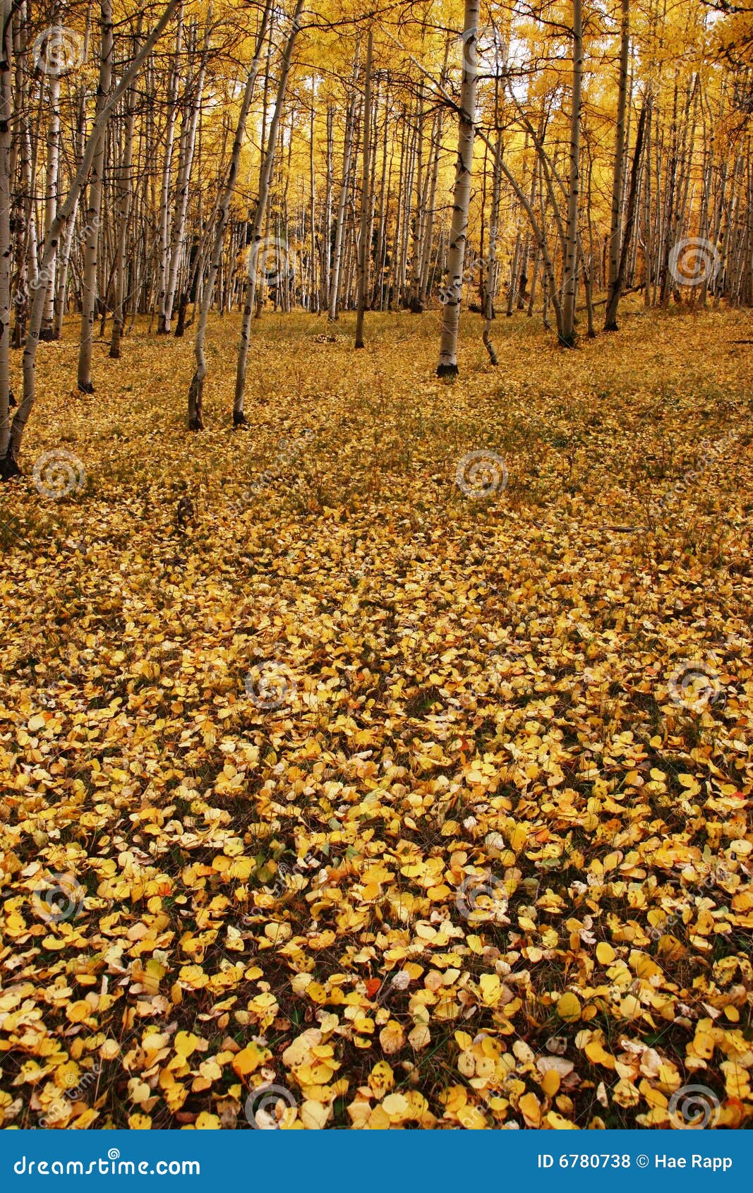 Autumn leaves stock photo. Image of forest, autumn, aspens - 6780738