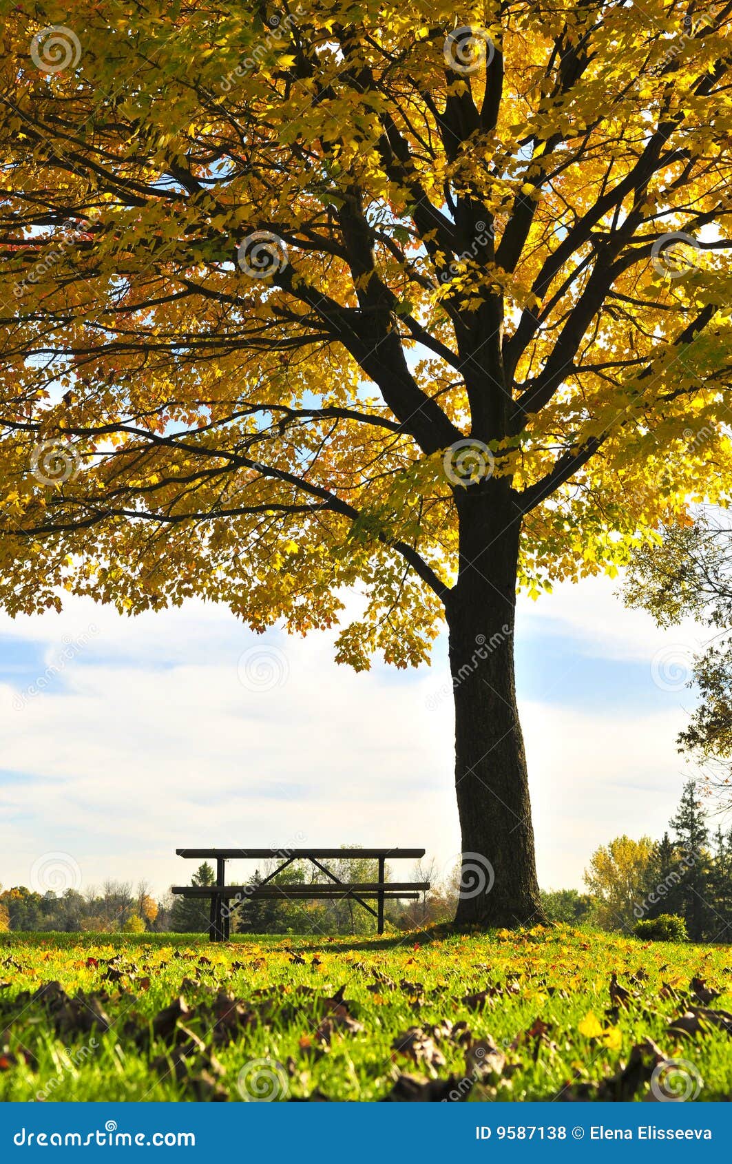 Autumn trees stock photo. Image of light, nature, sunshine - 9587138