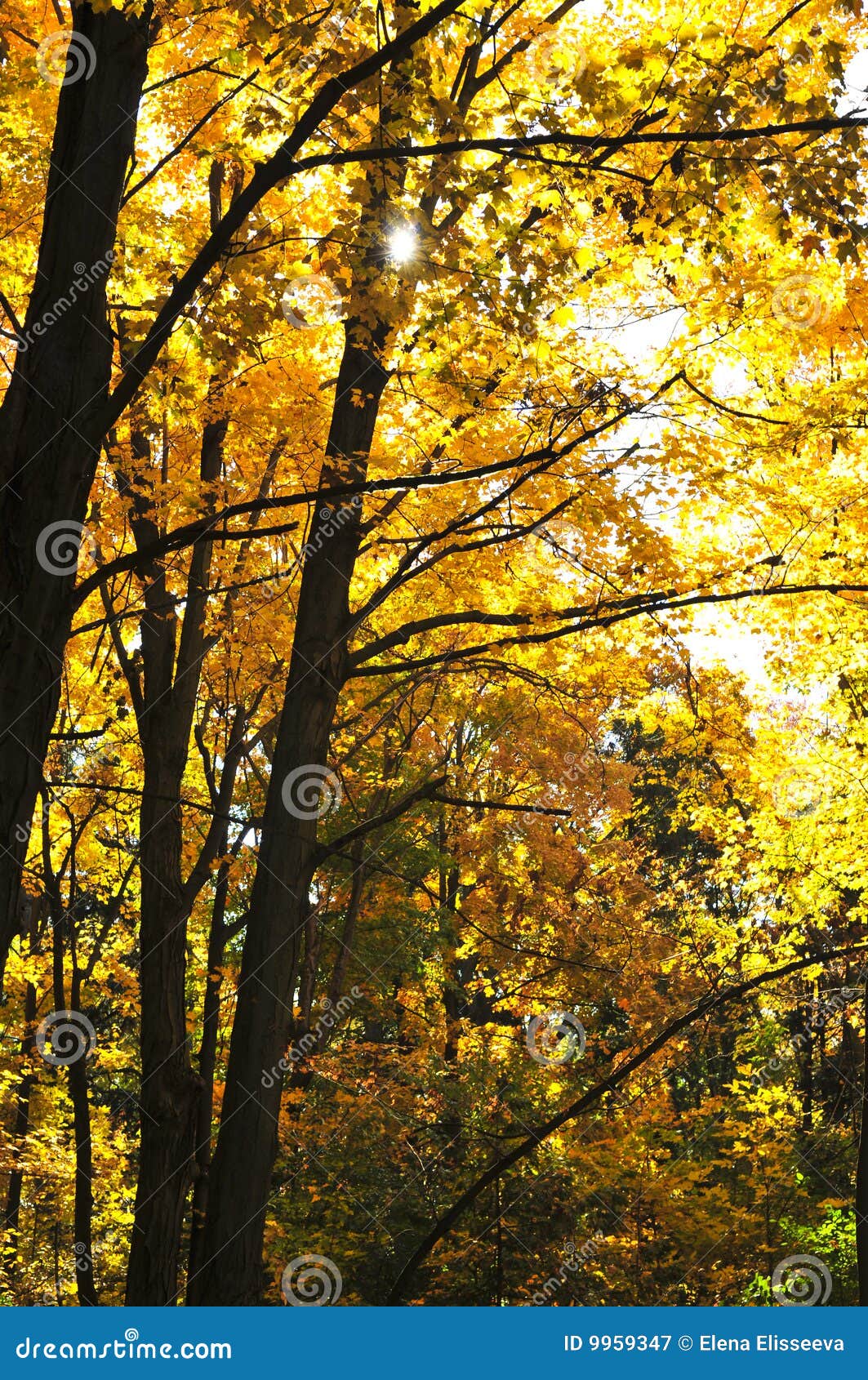Autumn trees stock image. Image of nature, lush, maple - 9959347