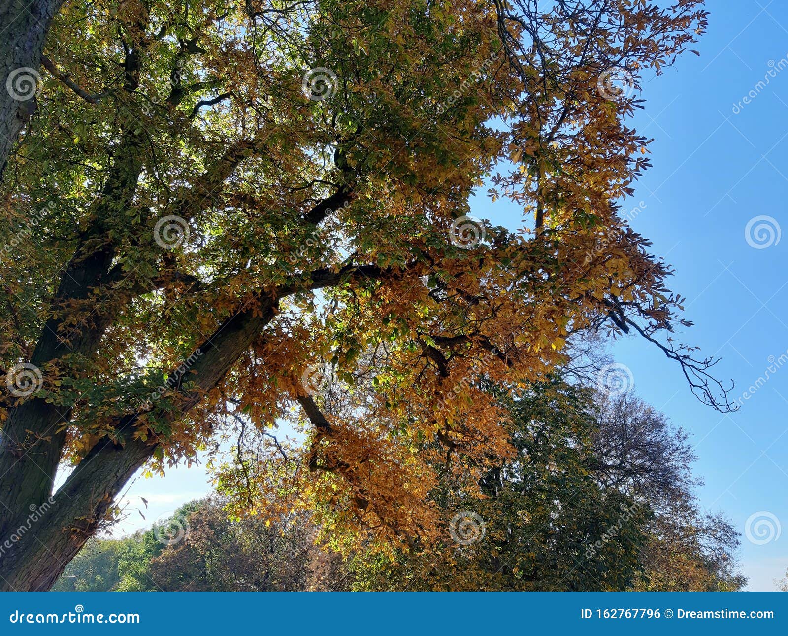 Autumn trees above my head stock photo. Image of liacie - 162767796