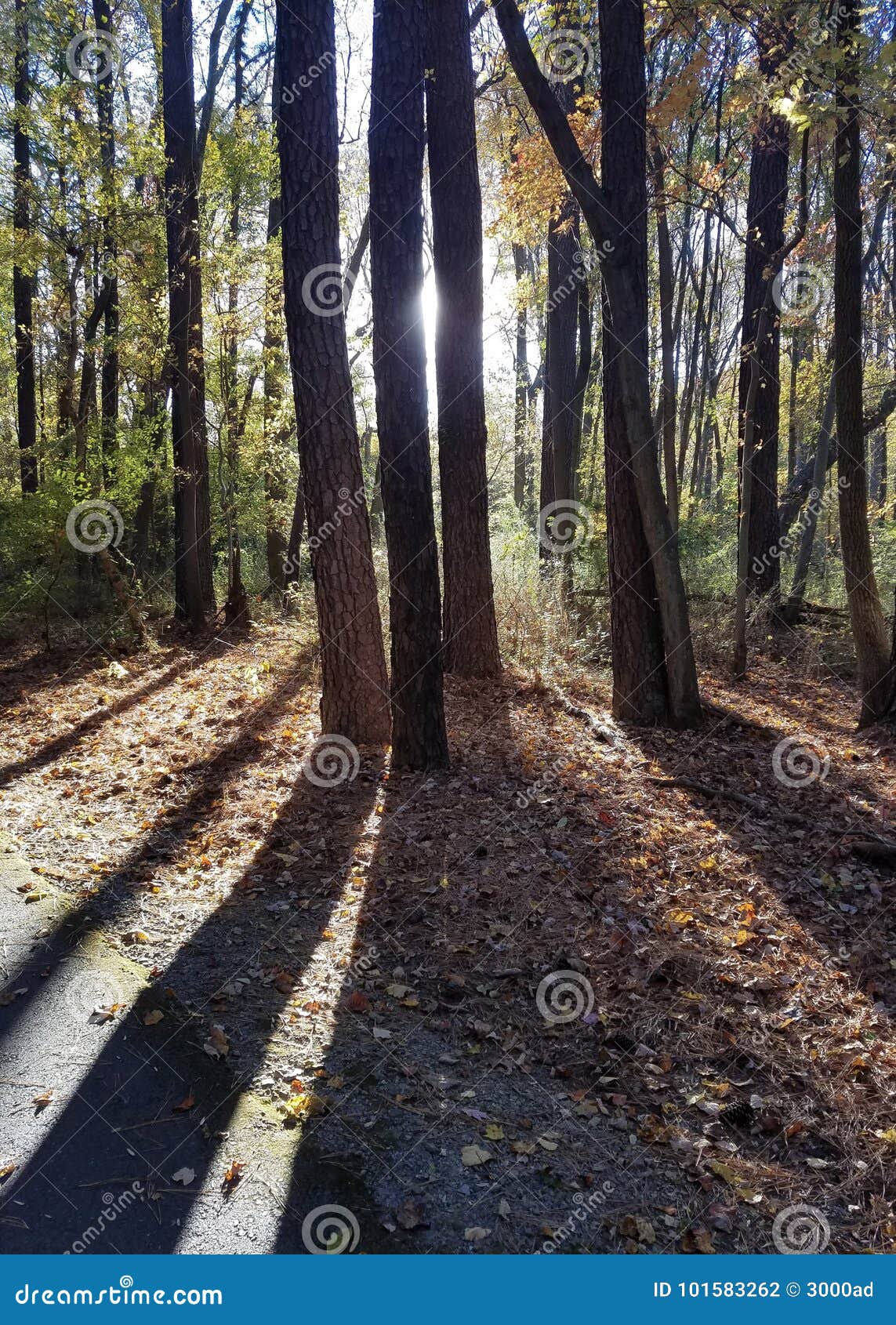Trees projecting shadows stock photo. Image of plant - 101583262