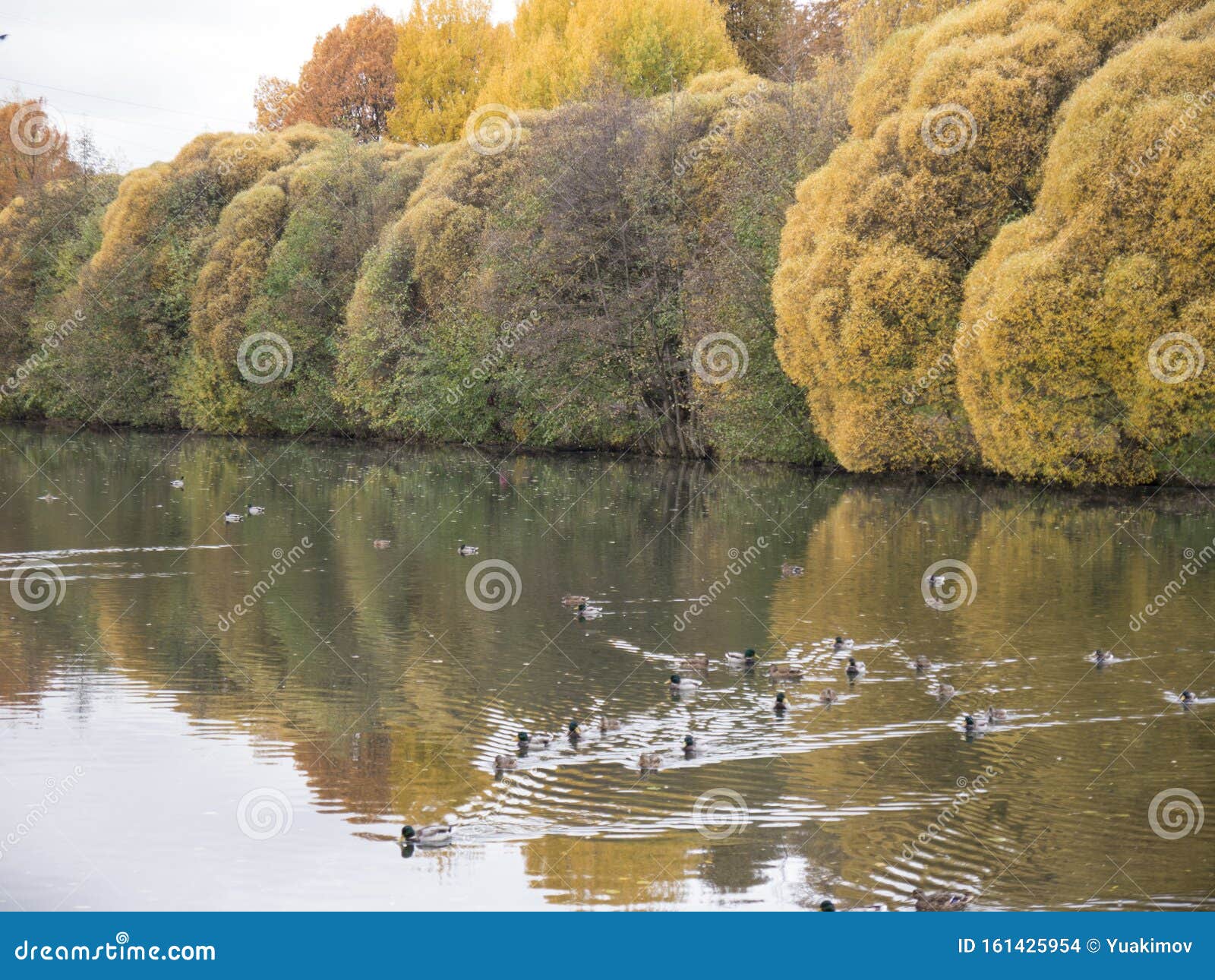Autumn Trees Around Pond with Ducks Stock Photo - Image of fence ...