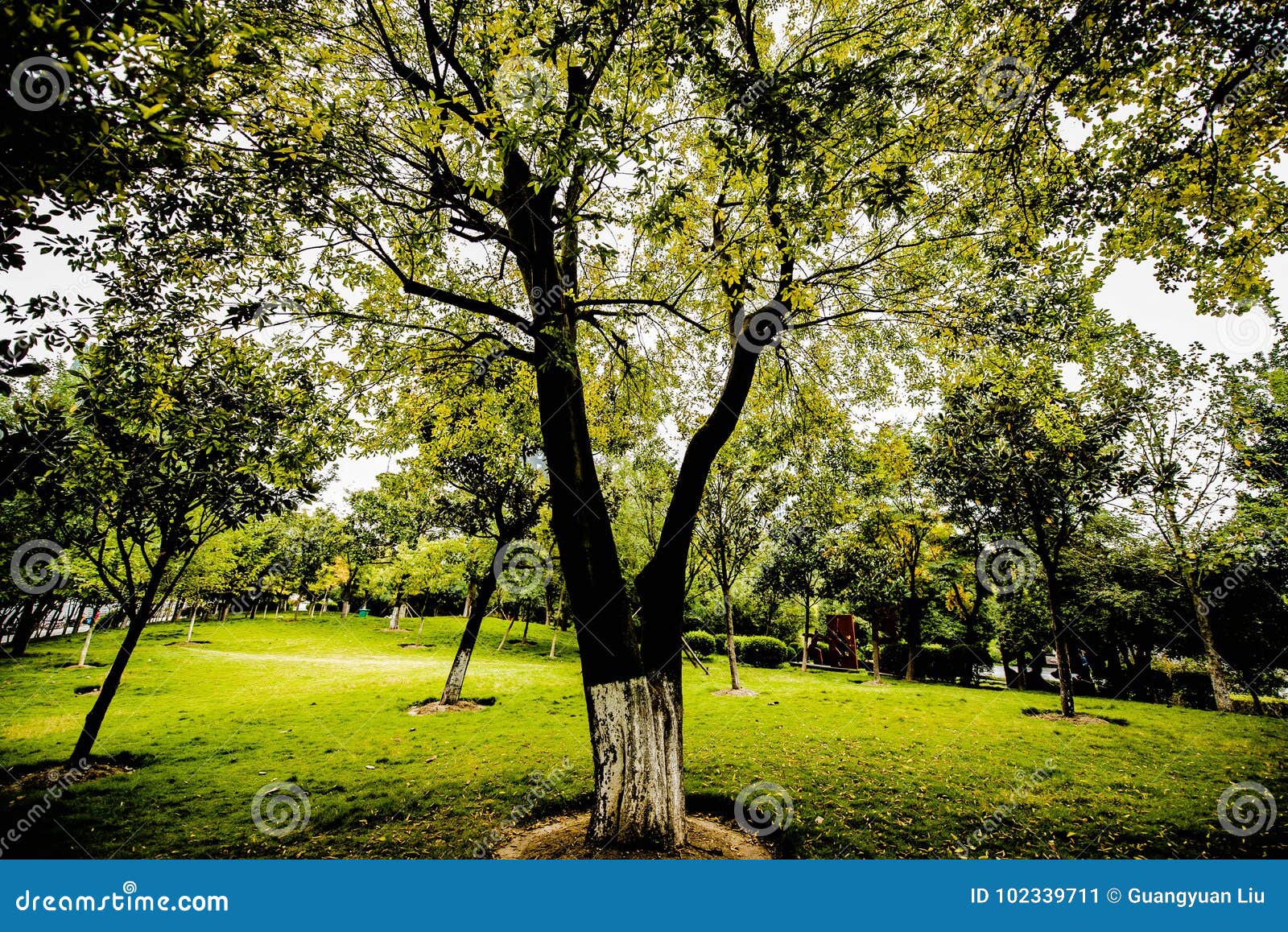 Autumn trees stock image. Image of leaves, still, woods - 102339711