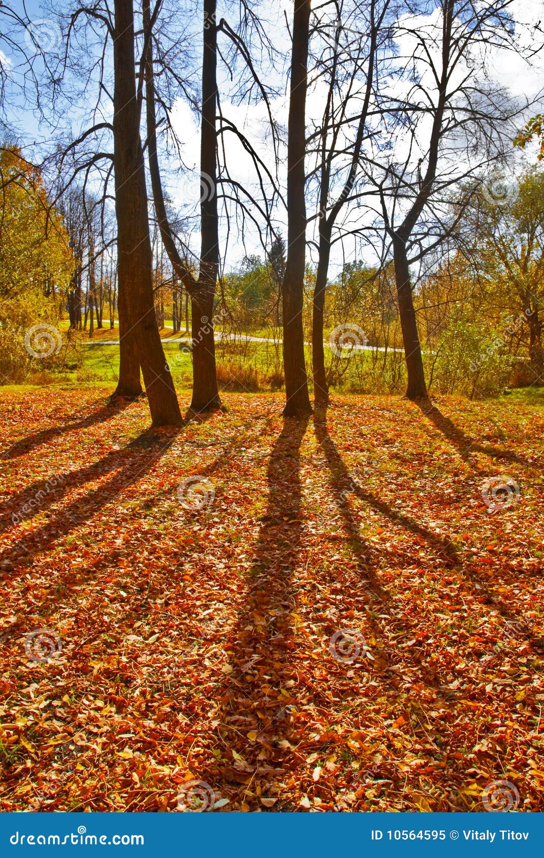 Autumn Trees Backlit Royalty Free Stock Photo - Image: 10564595