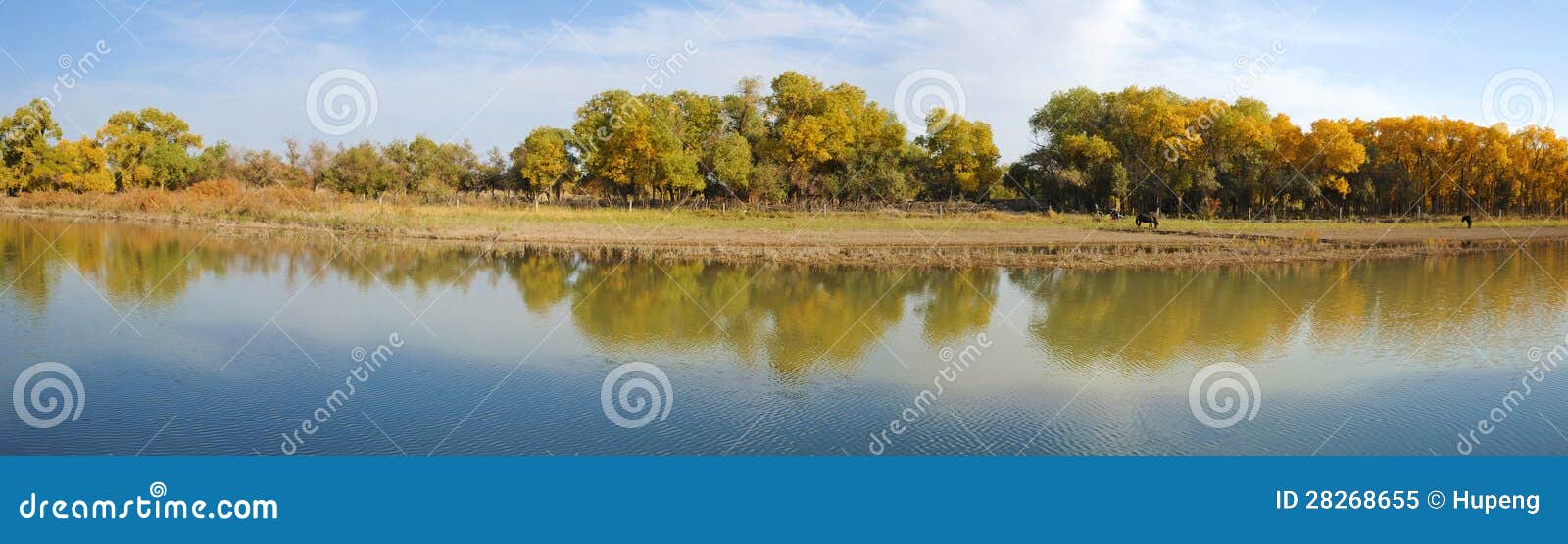 Autumn trees on the bank stock image. Image of fall, farm - 28268655