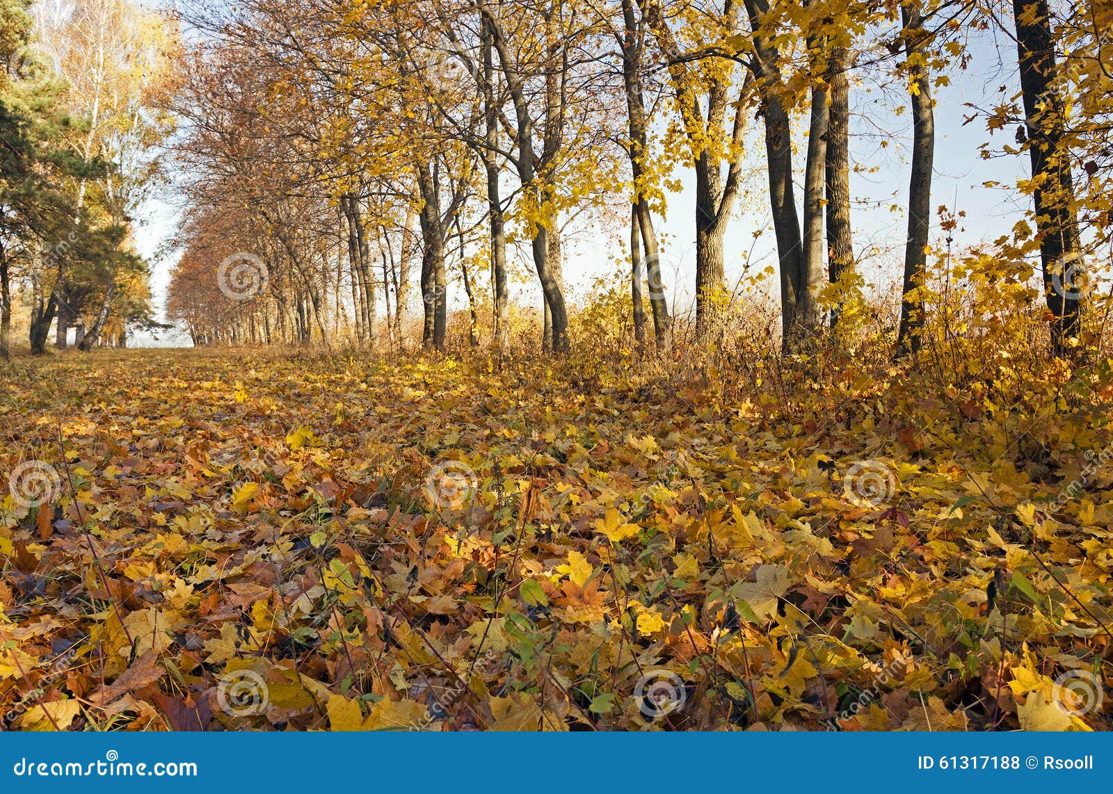 Autumn trees. Belarus stock photo. Image of footpath - 61317188