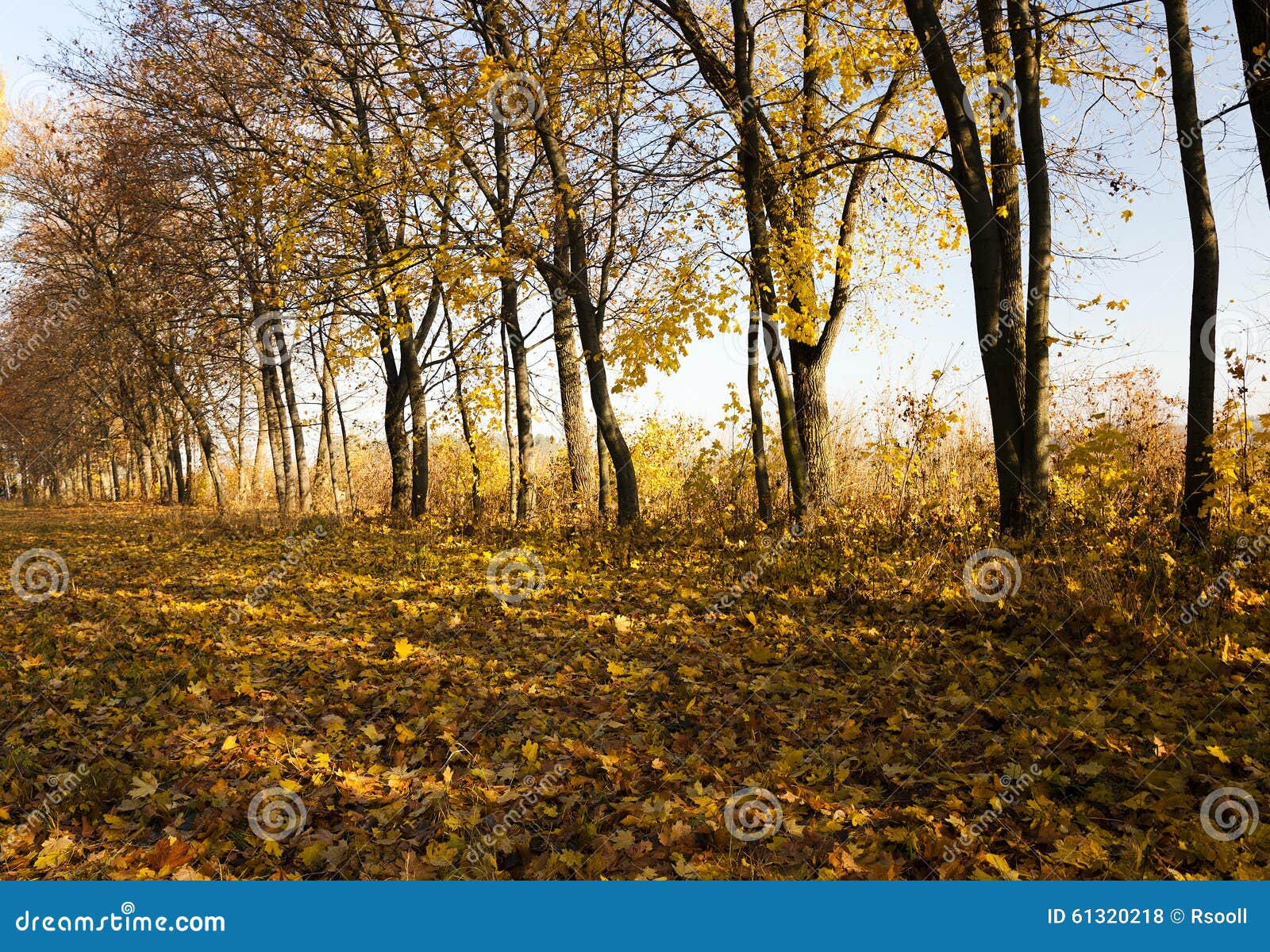 Autumn trees. Belarus stock photo. Image of natural, autumn - 61320218