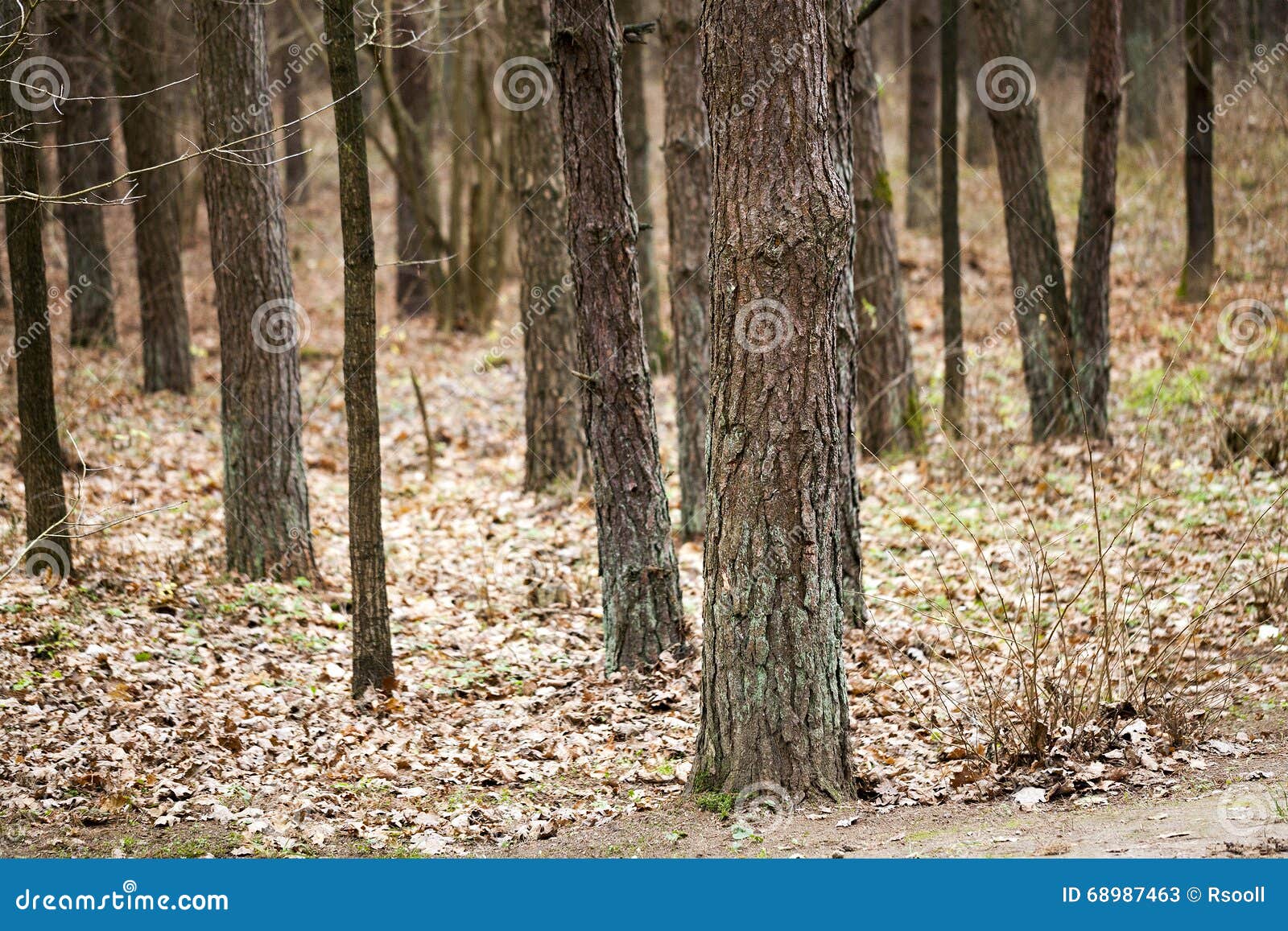 Autumn trees , Belarus stock image. Image of phenomenon - 68987463