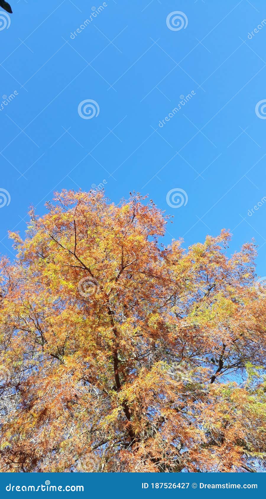Autumn Trees and Blue Skies Stock Image - Image of sunlight, deciduous ...