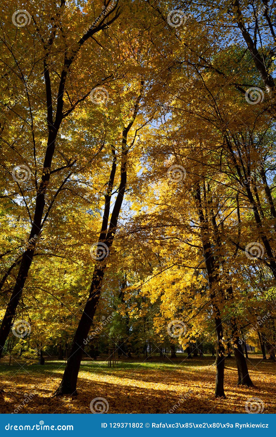 Autumn trees and blue sky stock photo. Image of bright - 129371802