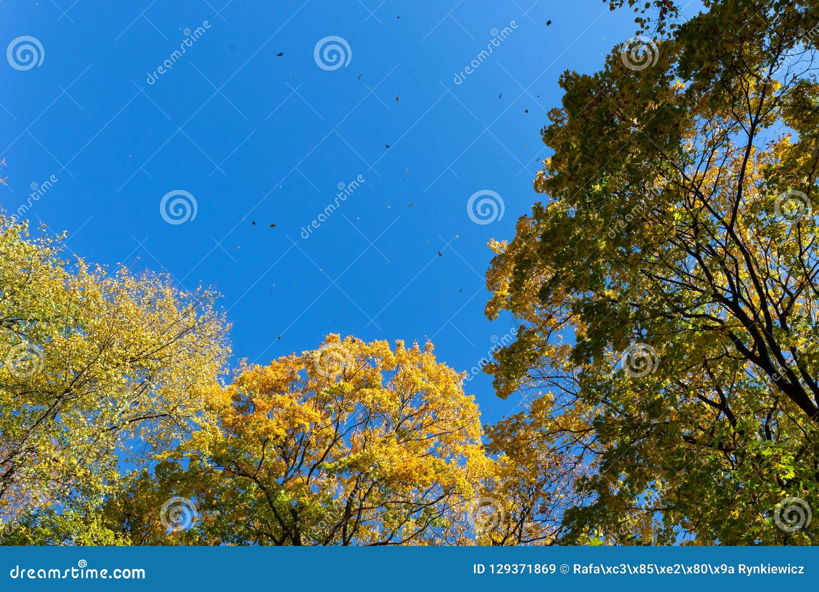 Autumn trees and blue sky stock image. Image of yellow - 129371869