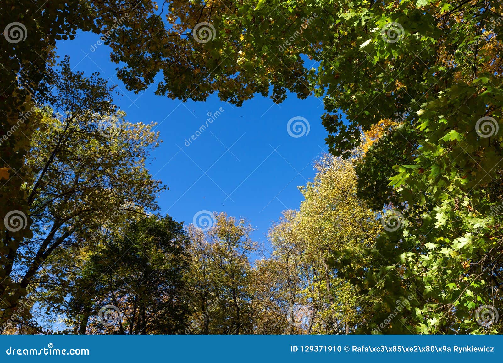 Autumn trees and blue sky stock photo. Image of trees - 129371910
