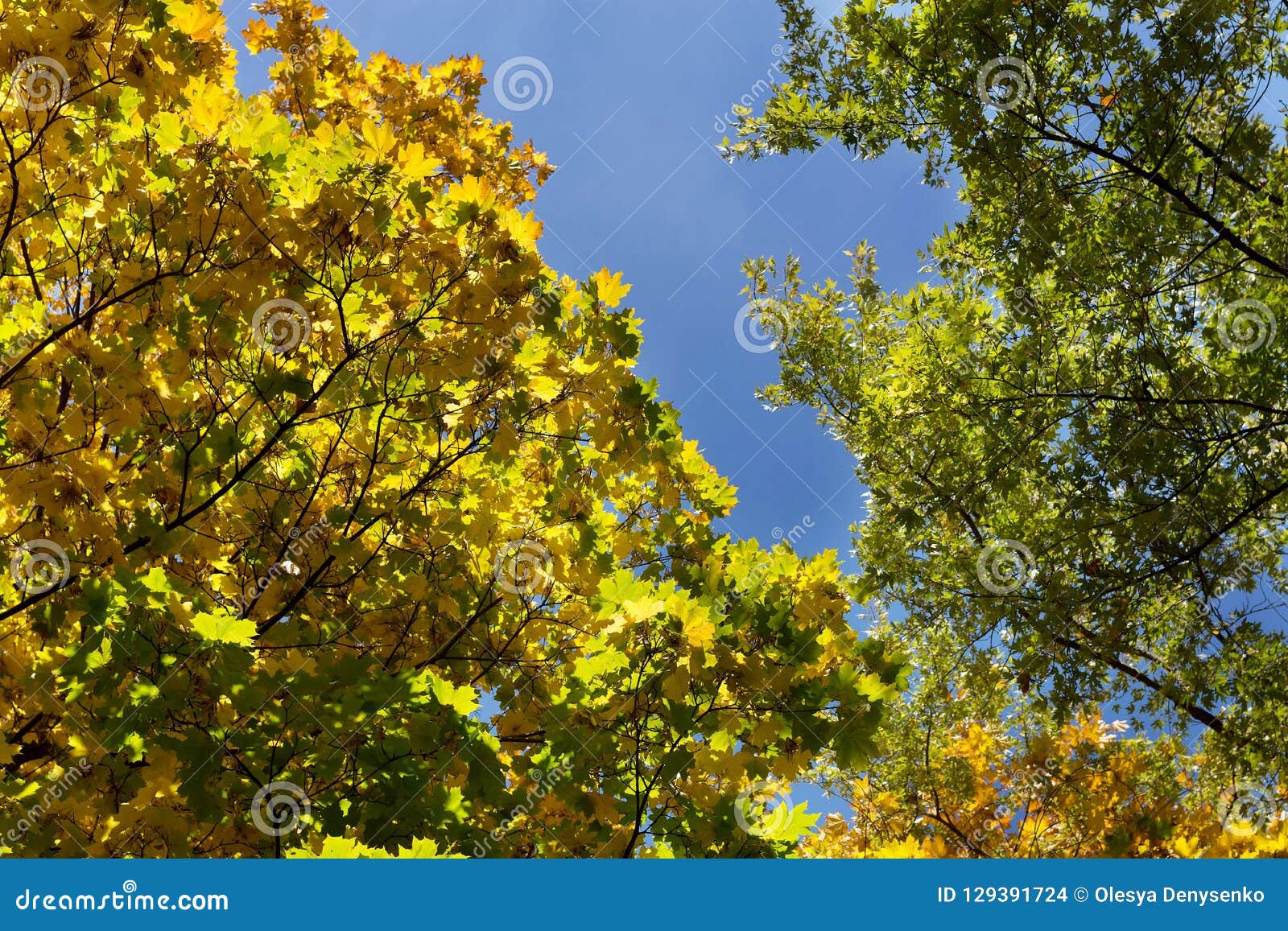 Autumn trees and blue sky stock photo. Image of foliage - 129391724