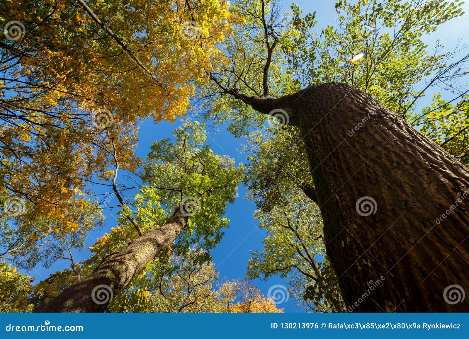 Autumn trees and blue sky stock photo. Image of beautiful - 130213976