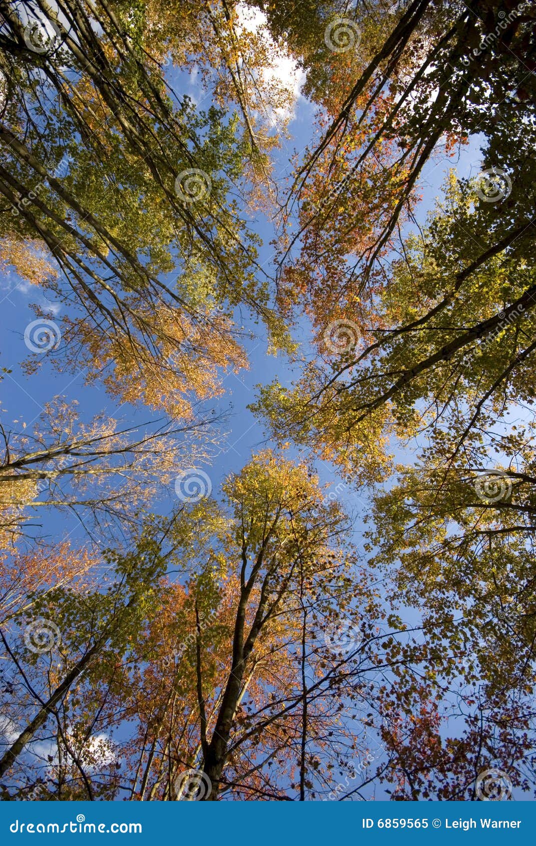 Autumn trees and blue sky stock image. Image of blue, woodland - 6859565