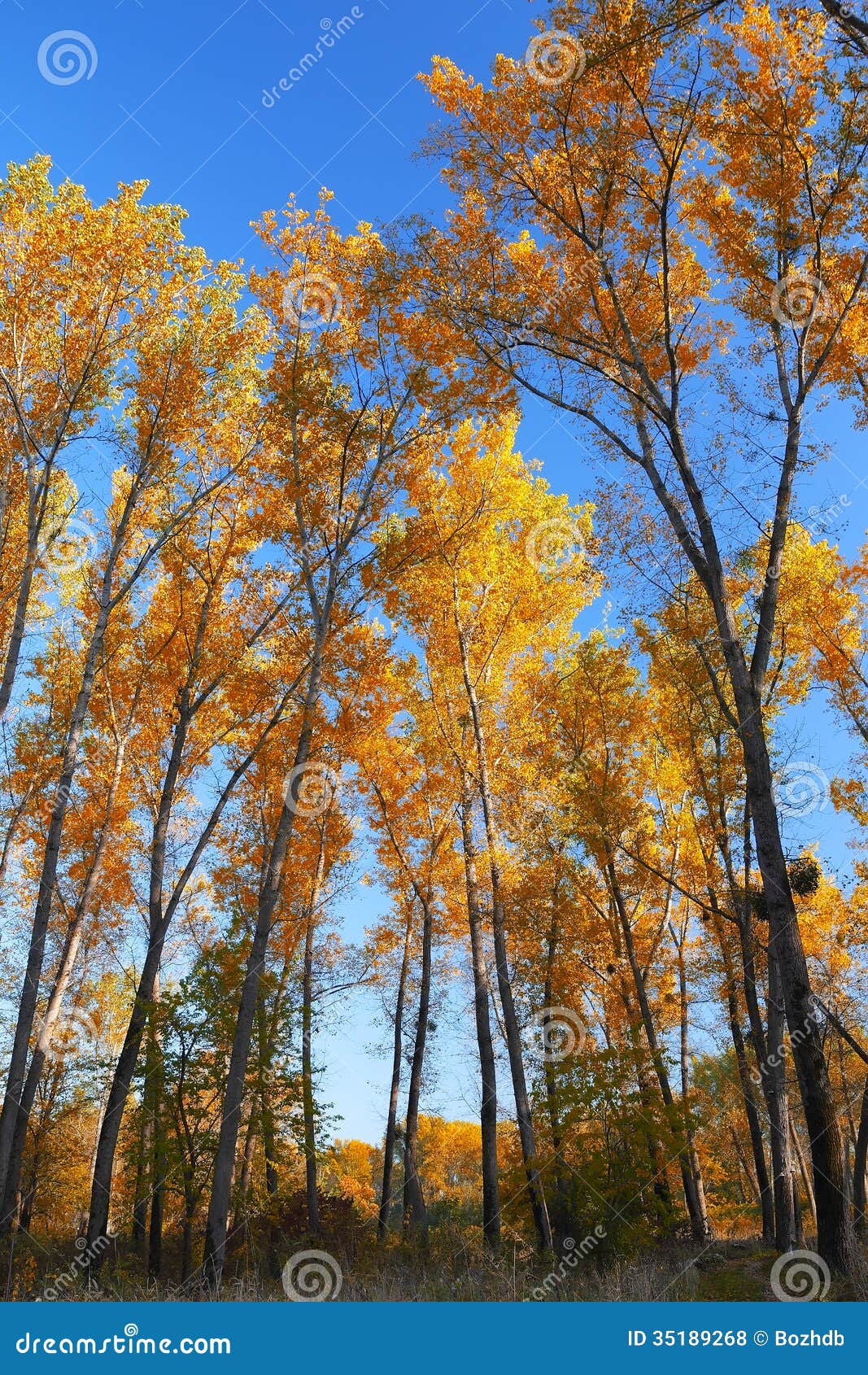 Autumn trees and blue sky stock photo. Image of green - 35189268