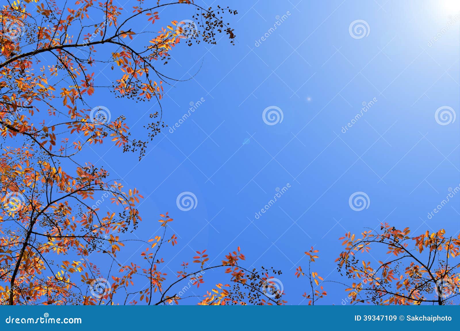 Autumn trees stock image. Image of prospect, perspective - 39347109