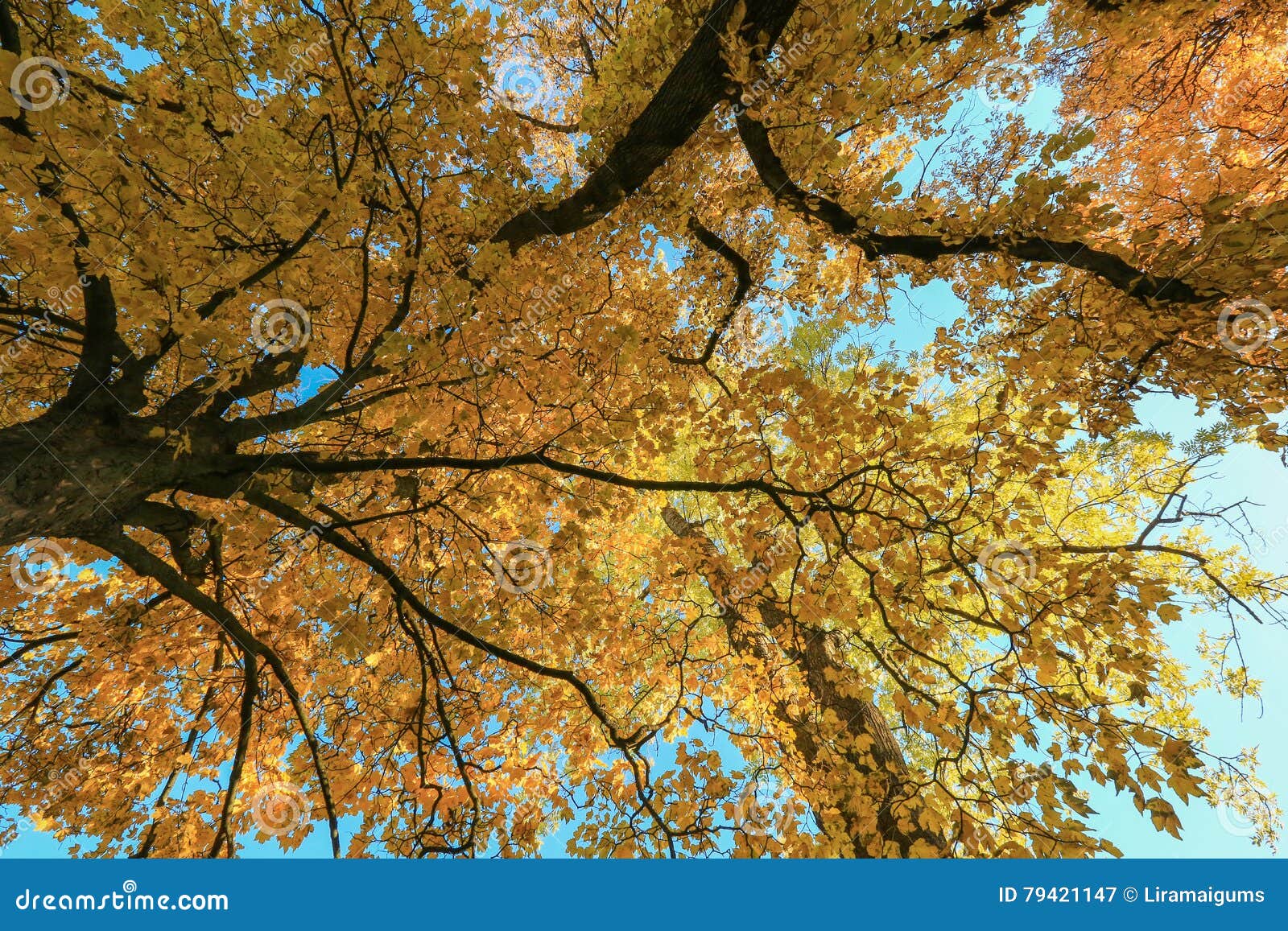Autumn Trees on the Blue Sky Background Stock Image - Image of ...