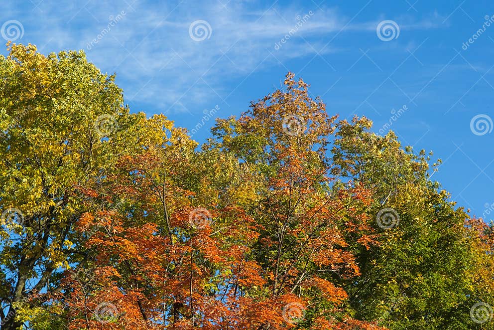 Autumn trees and blue sky stock photo. Image of beauty - 45690376
