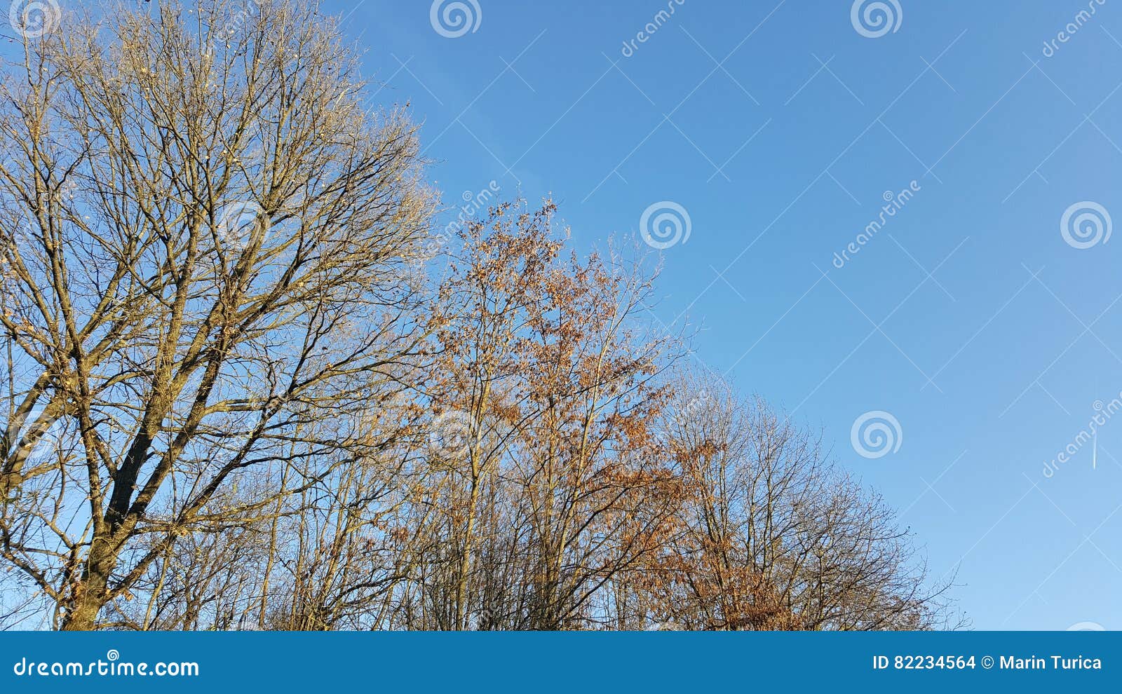 Autumn trees and blue sky stock photo. Image of golden - 82234564
