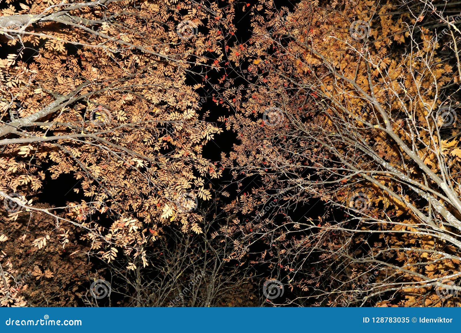 Autumn Trees, Branches with Leaves Abstract Texture Background Stock ...