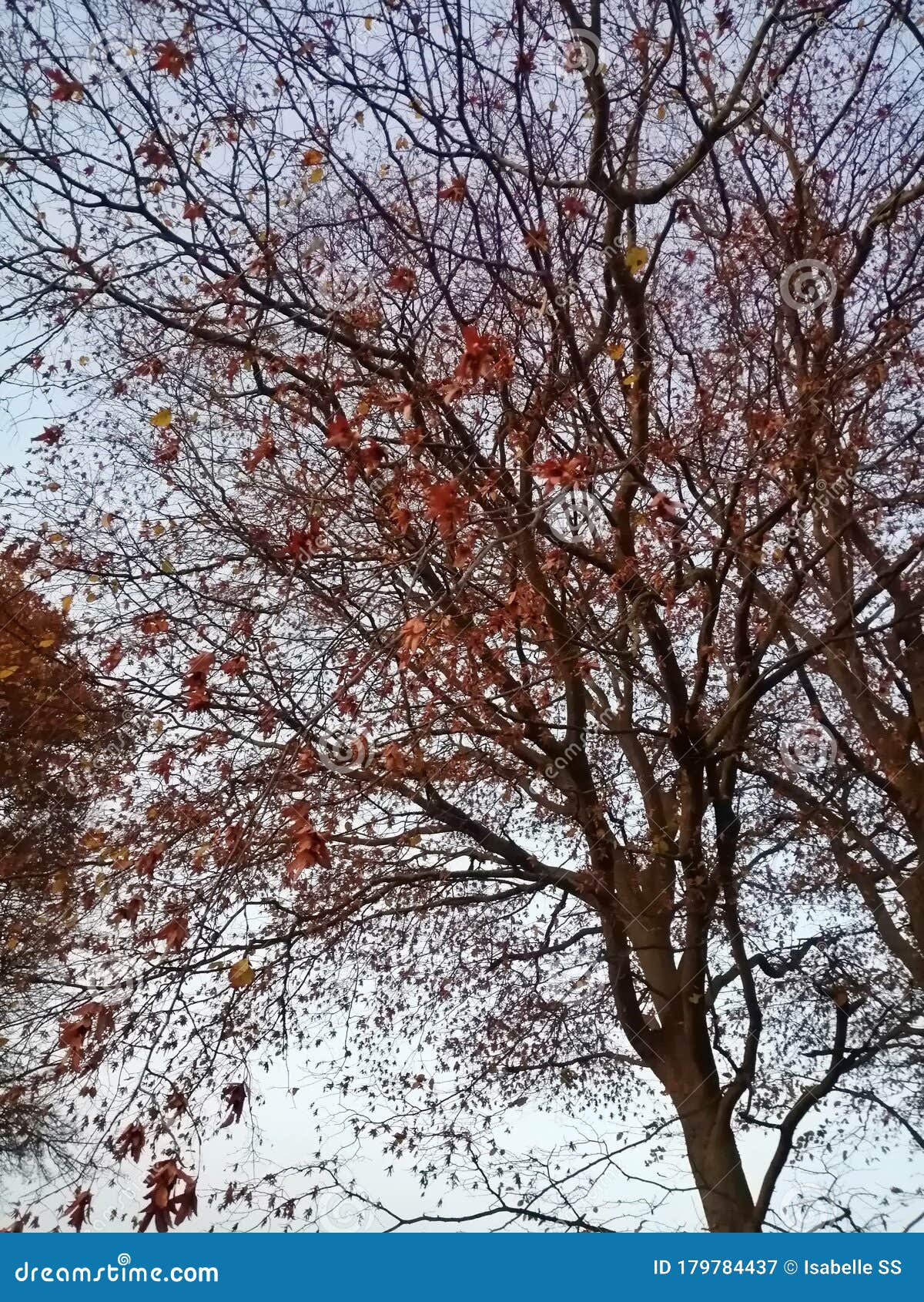 Autumn Trees in a British Forest Stock Image - Image of woodland ...