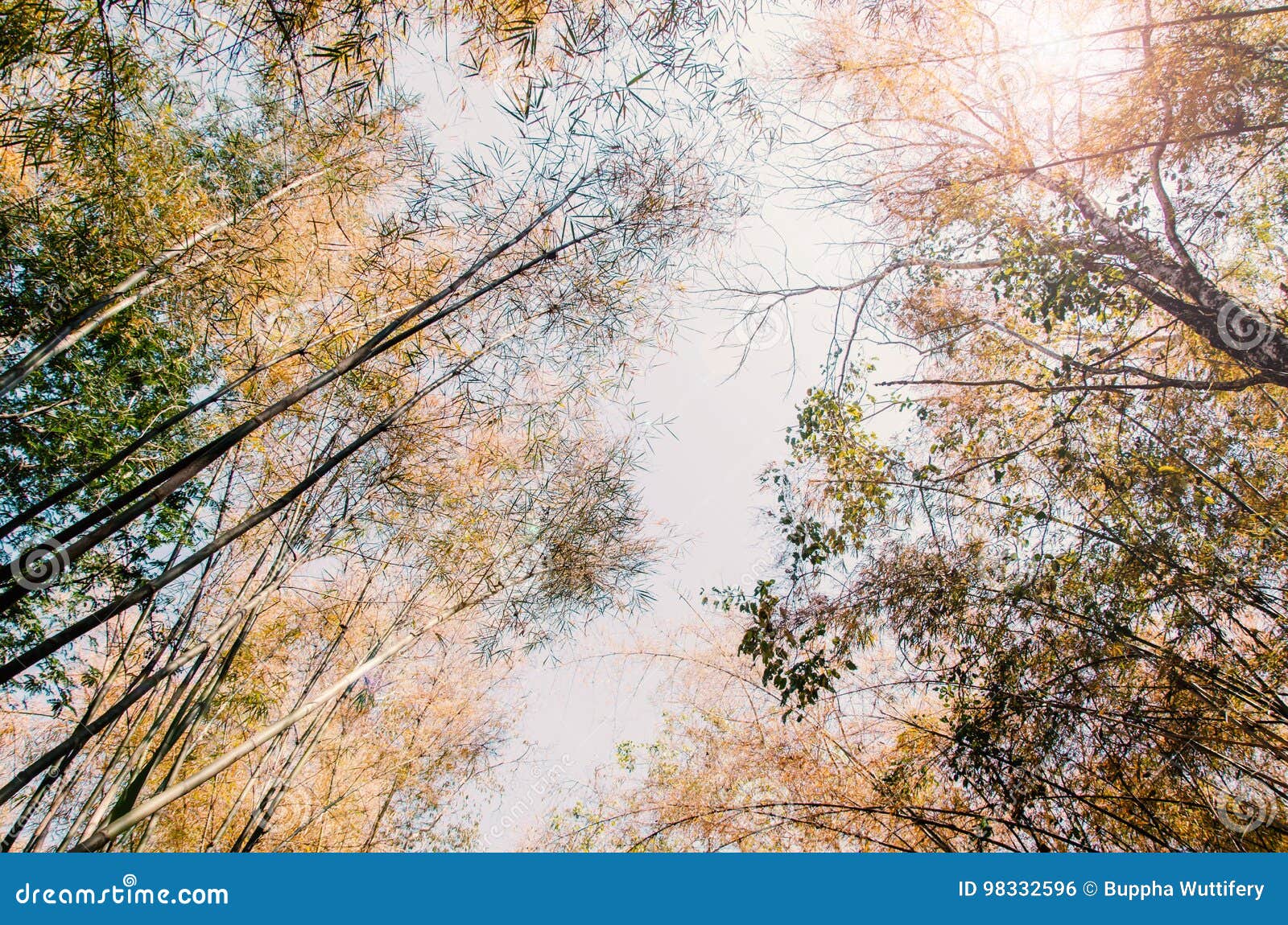 Autumn,the Trees Change Color Stock Photo - Image of autumn, woods ...