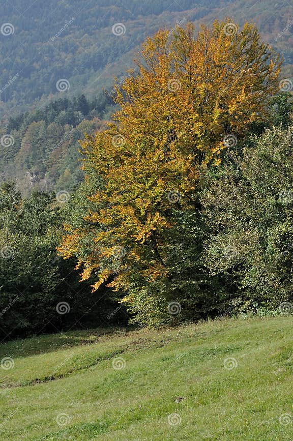 Autumn trees, cisa stock image. Image of wood, natural - 16583809