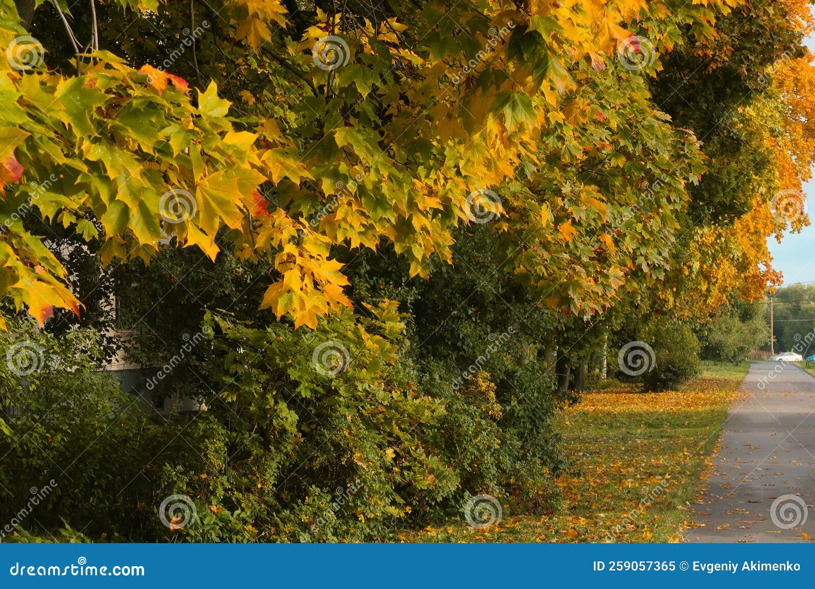 Autumn Trees on the City Street Stock Image - Image of autumn, park ...