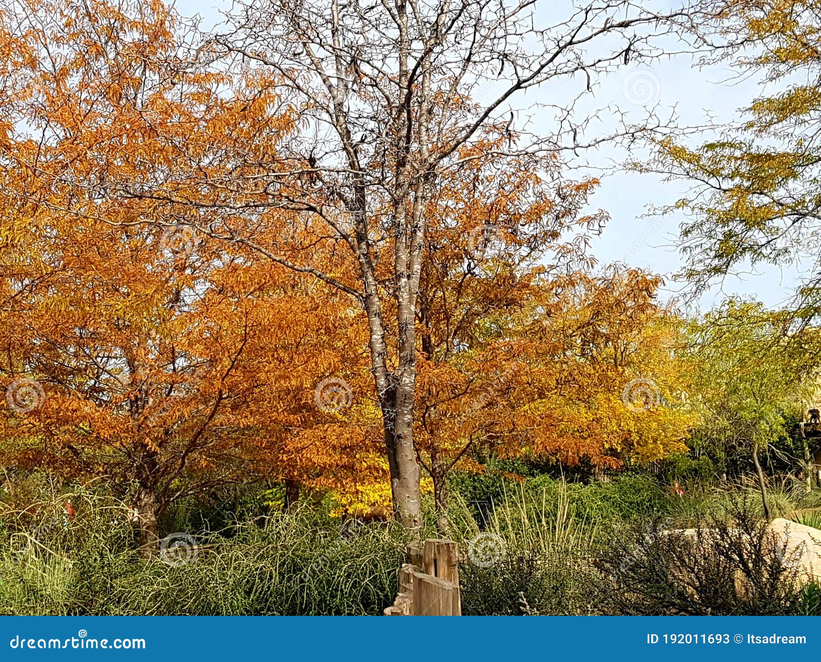 Autumn Trees during a Clear Fall Day Stock Image - Image of trees ...