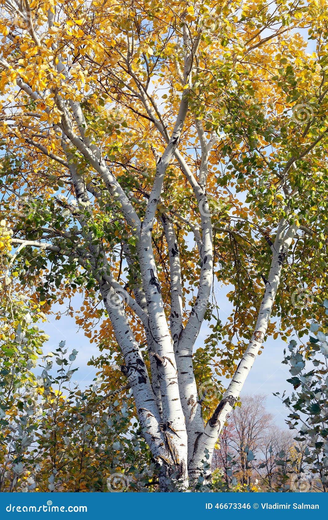 Autumn trees stock photo. Image of bright, botany, nature - 46673346