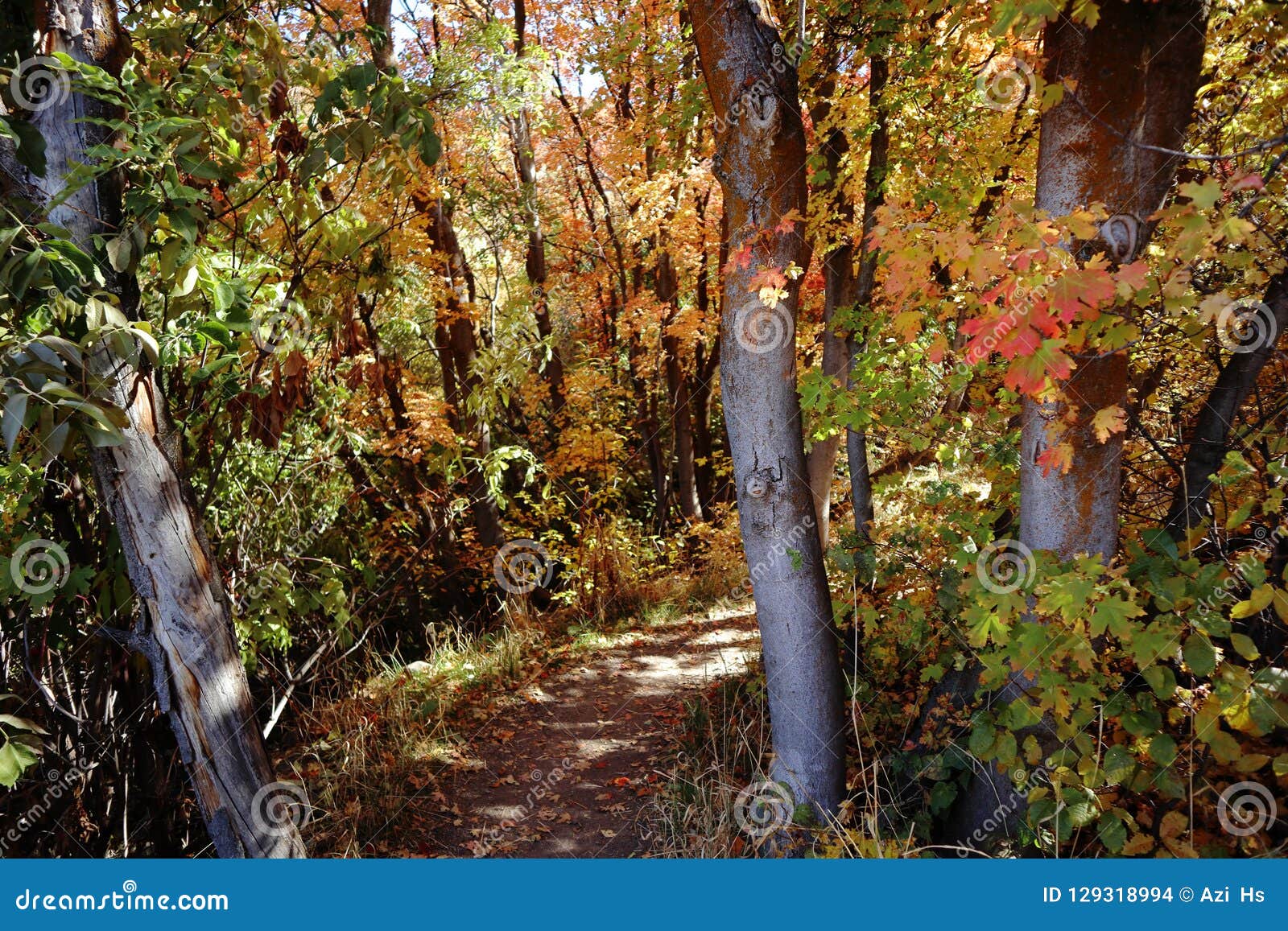 Autumn Trees in the Cold Forest Stock Photo - Image of tree, mysterious ...
