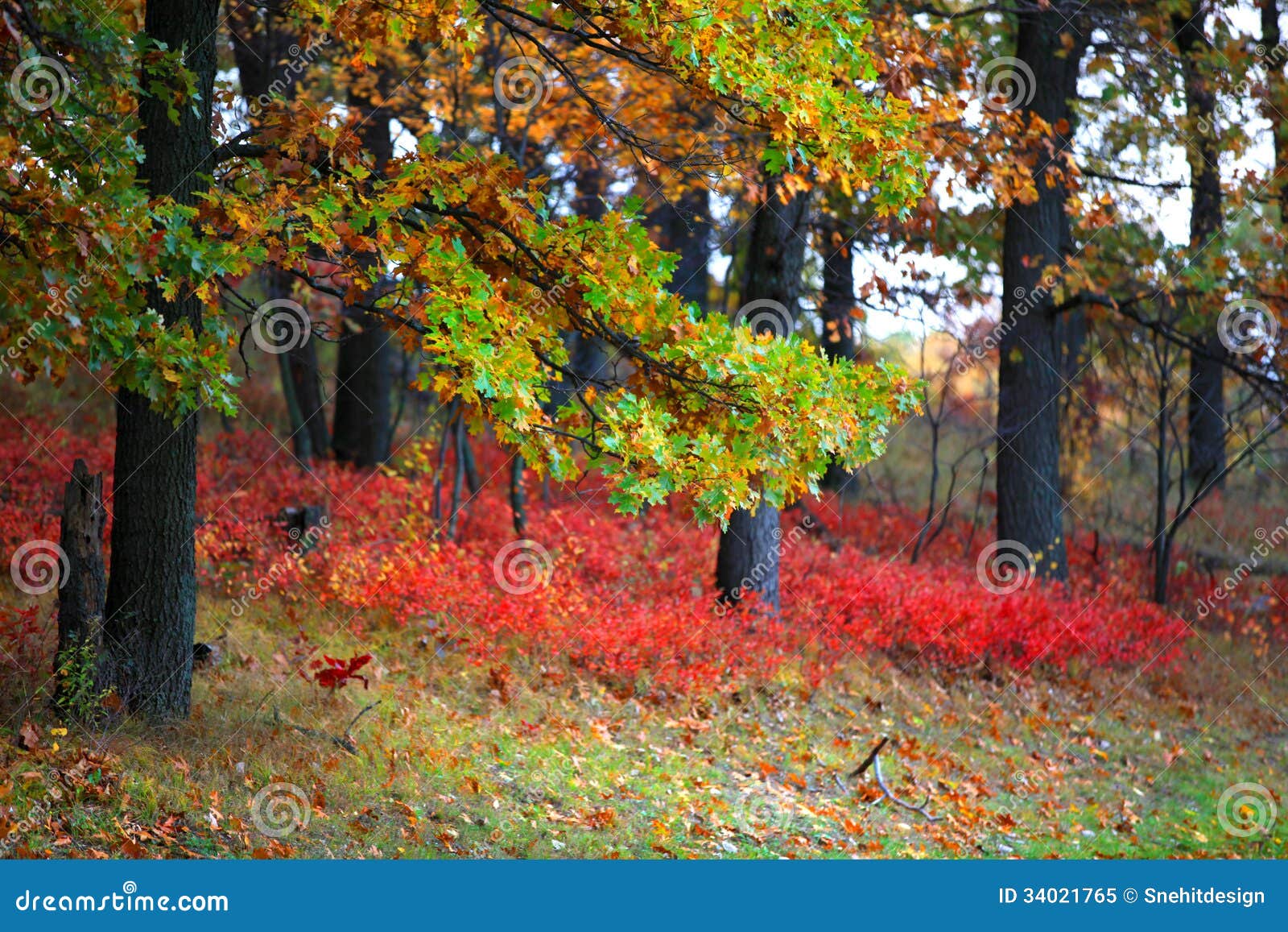 Autumn trees stock image. Image of natural, green, bush - 34021765