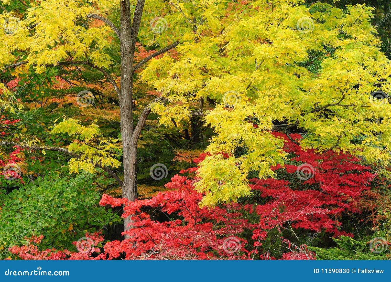 Autumn trees colors stock photo. Image of british, columbia - 11590830