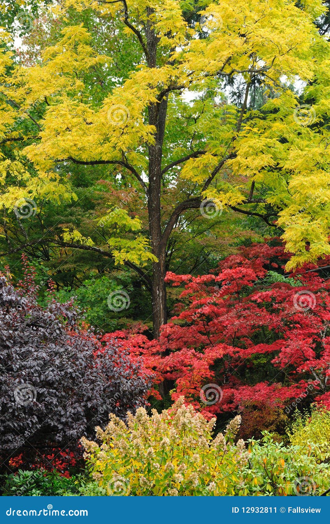 Autumn trees colors stock image. Image of landscaping - 12932811