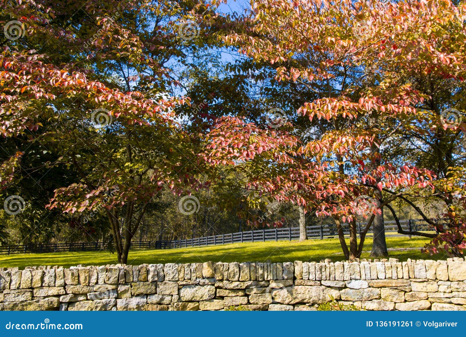 Autumn Trees. Country Landscape Stock Image - Image of grazing, line ...