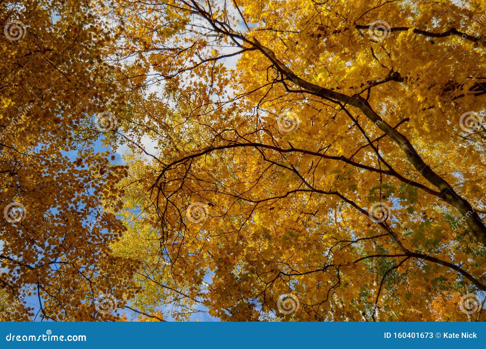 Autumn trees stock image. Image of autumnsky, autumnal - 160401673