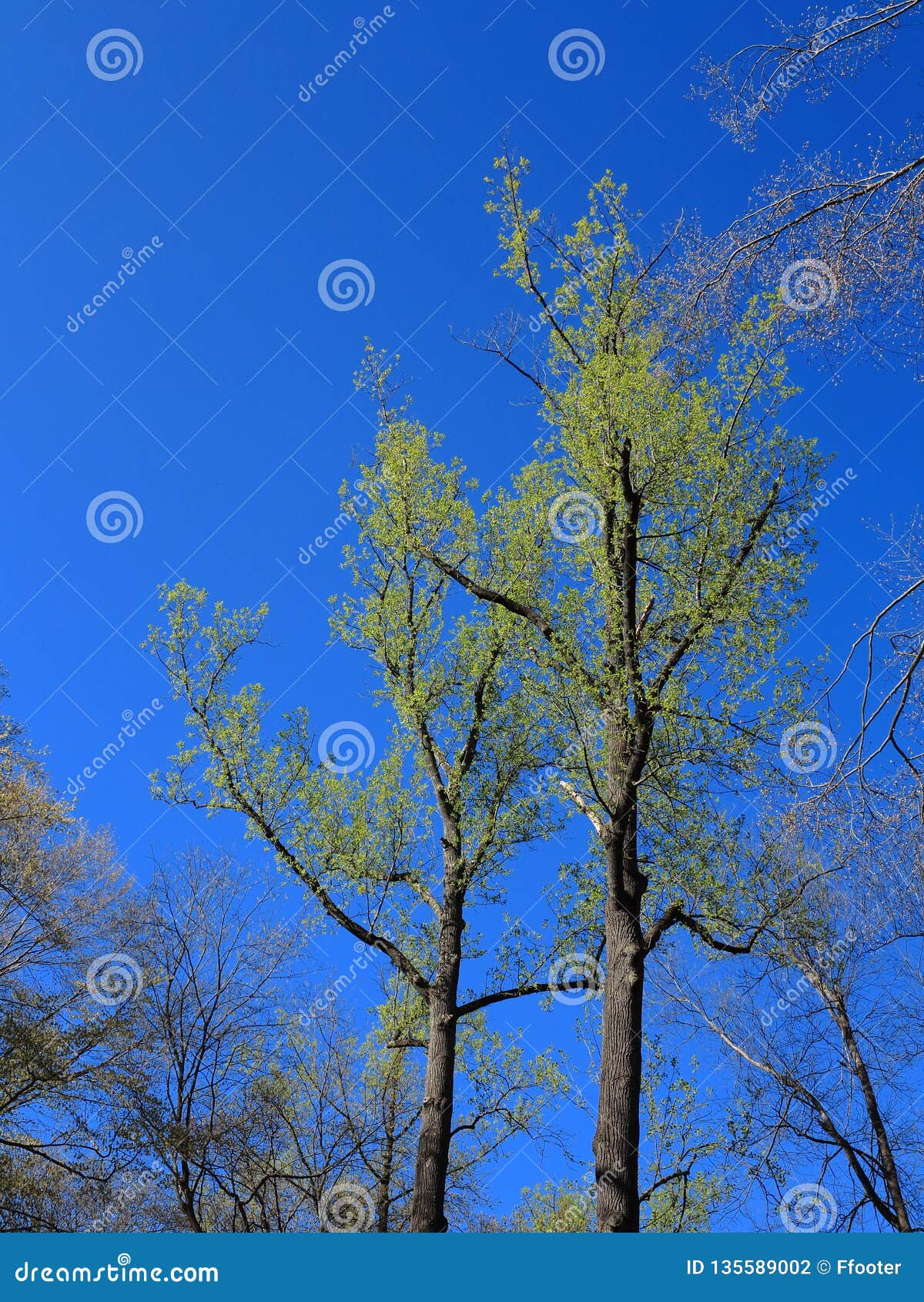 Autumn Trees in a Deep Blue Sky Stock Photo - Image of light, copy ...