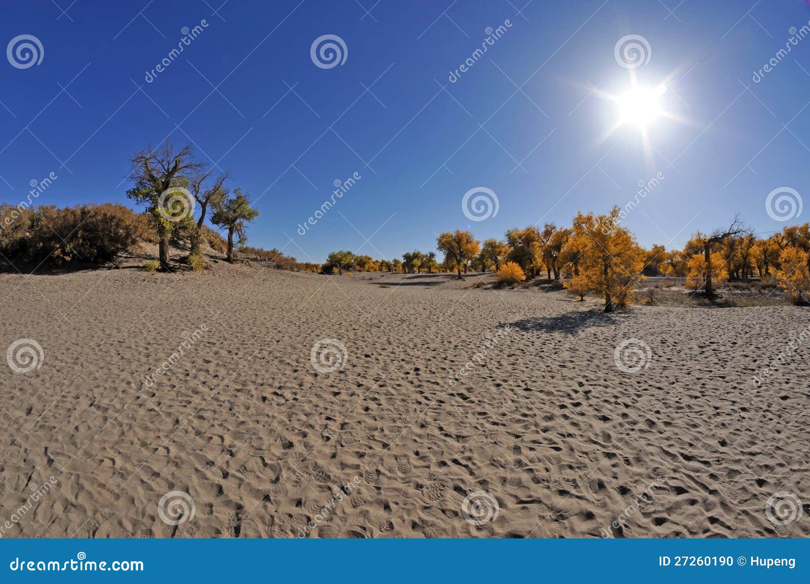 Autumn trees in desert stock photo. Image of branches - 27260190