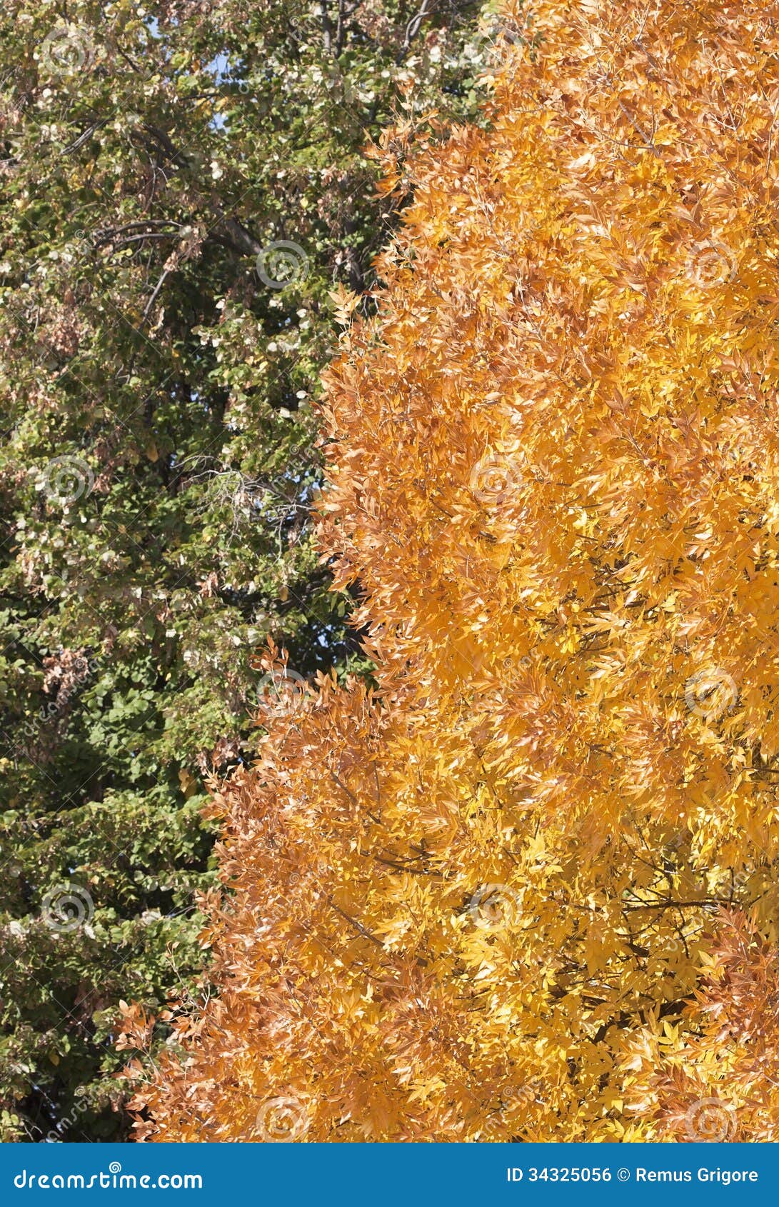 Autumn trees - RAW format stock photo. Image of tree - 34325056