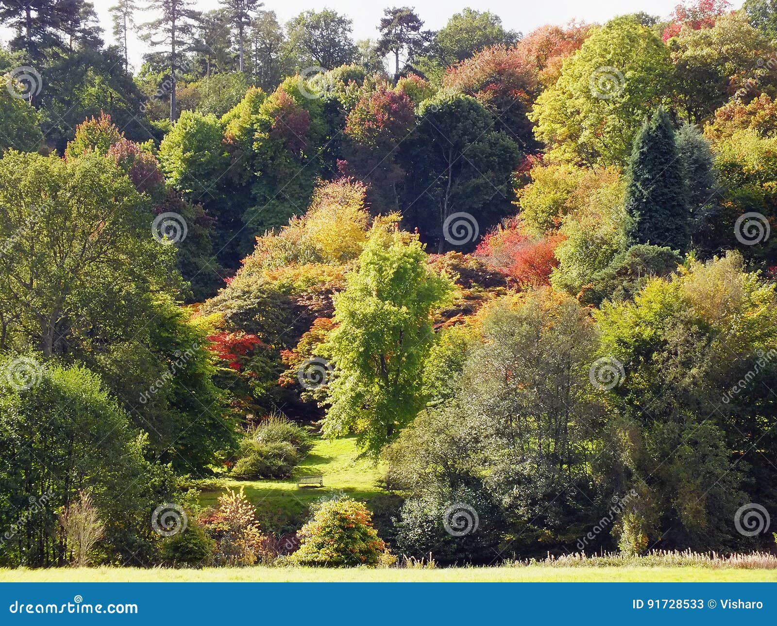 Autumn Trees stock image. Image of natural, september - 91728533