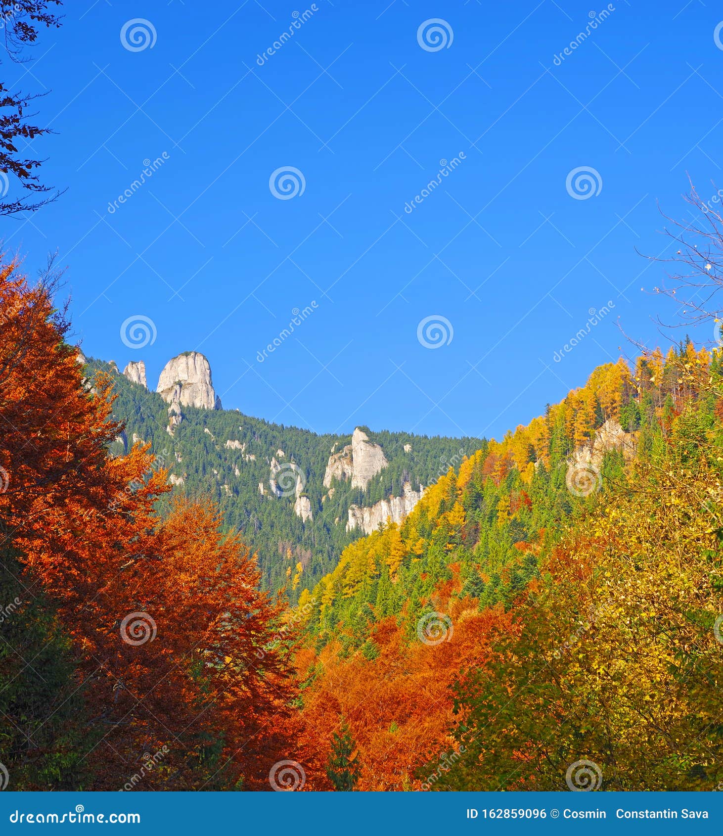 Autumn Trees and Evergreen Forest Stock Photo - Image of hike, color ...