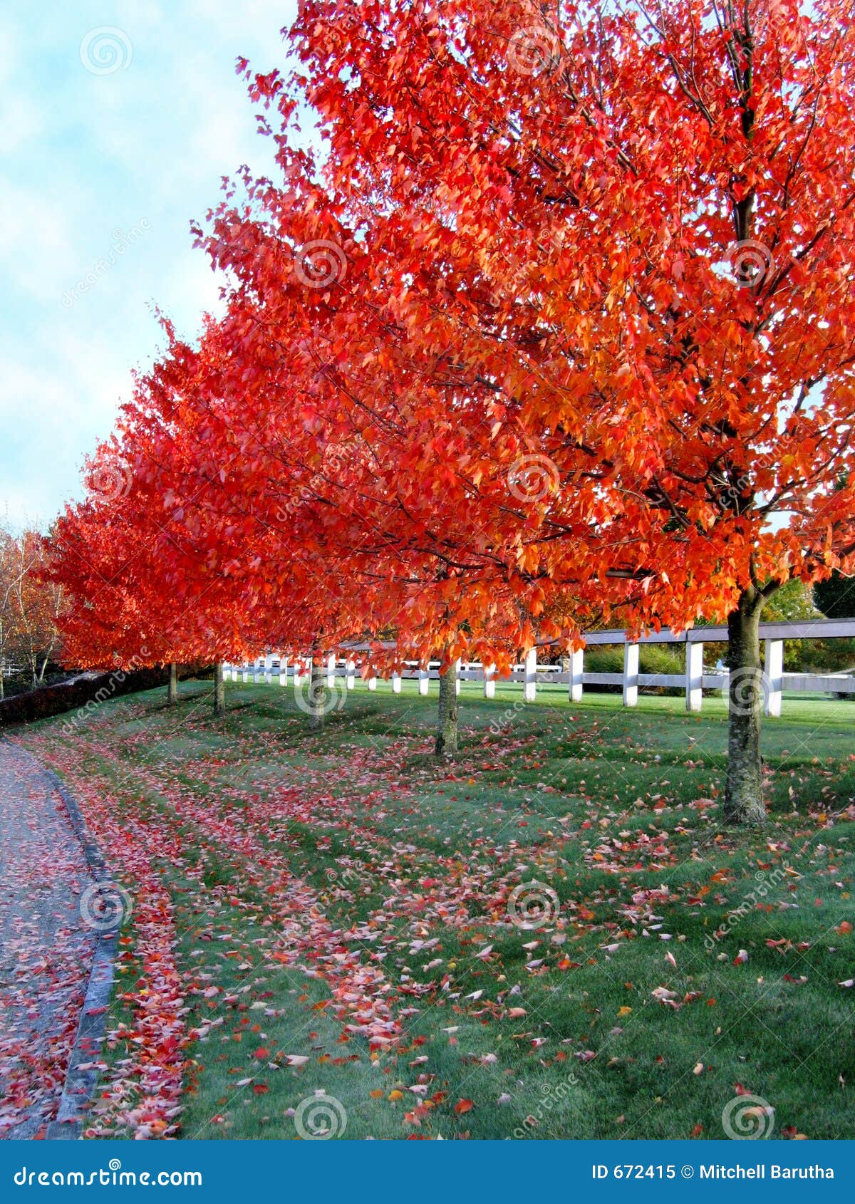 Autumn trees with fence 1 stock image. Image of autumn - 672415