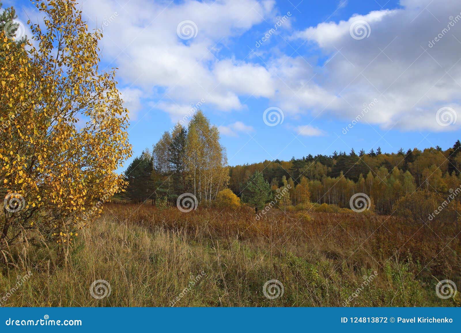 Autumn trees and field stock photo. Image of trees, grass - 124813872