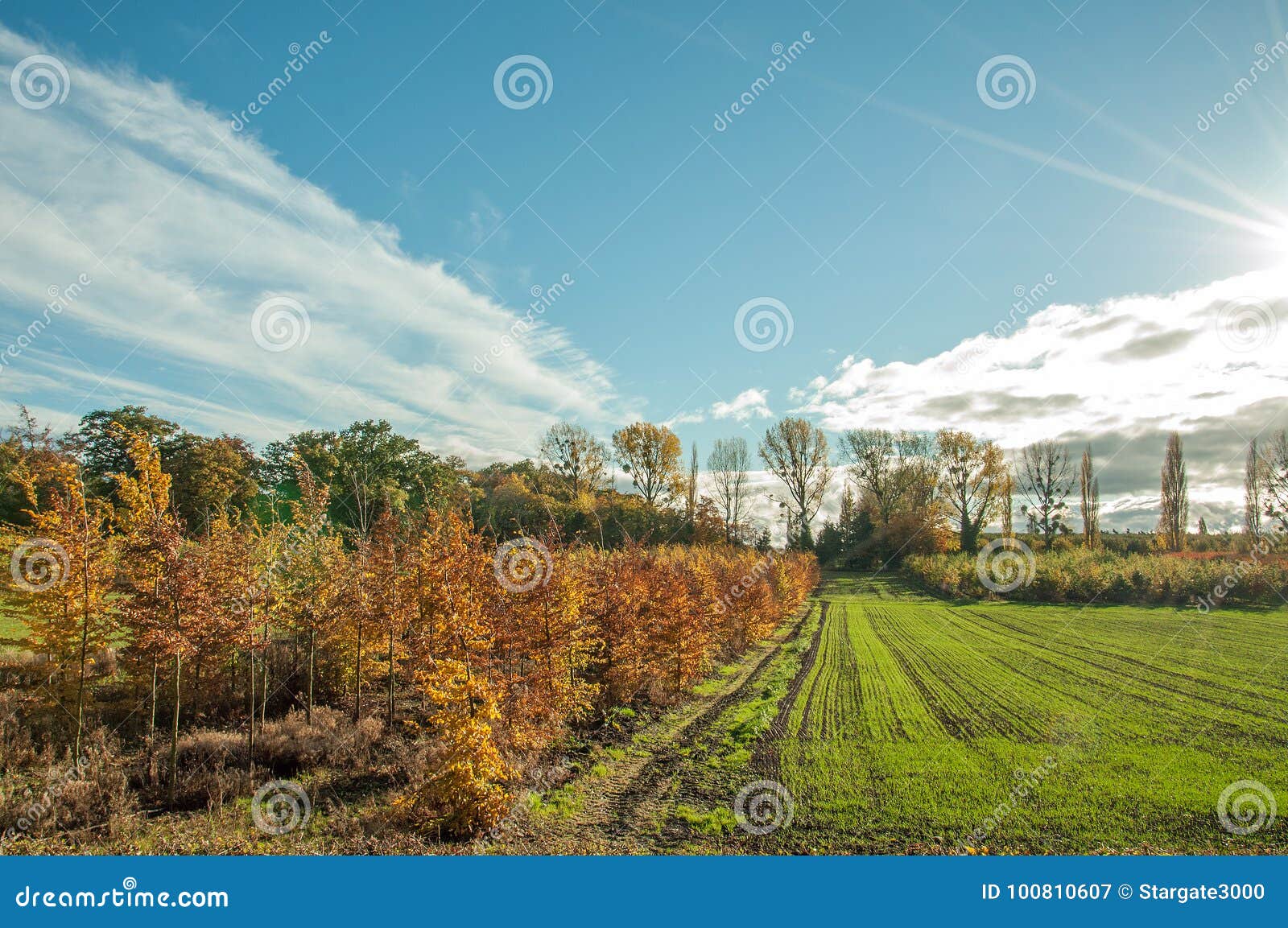 Autumn Trees and Fields in the British Countryside. Stock Image - Image ...